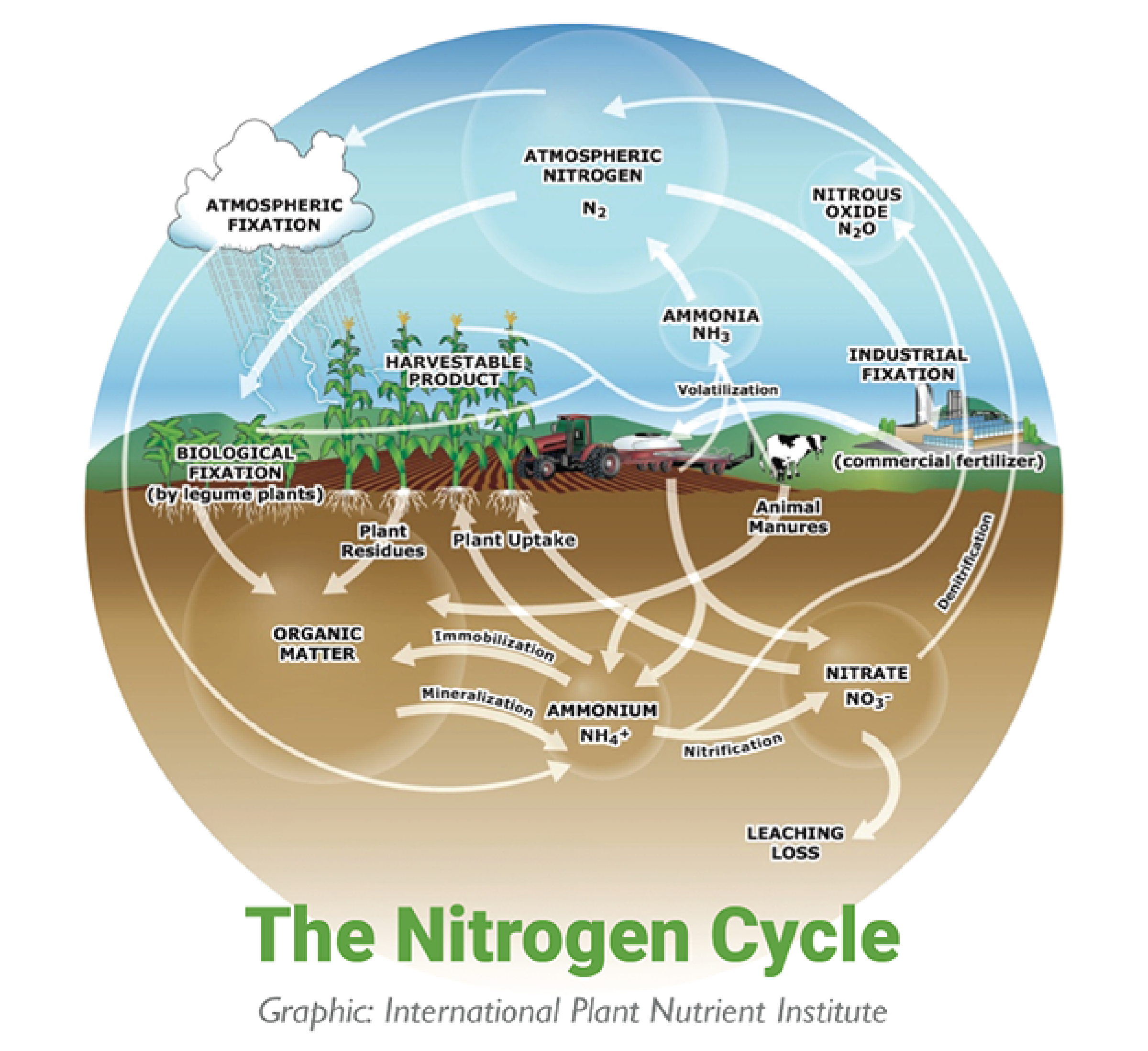 Nitrogen Loss Pathways | Living Lab New Brunswick