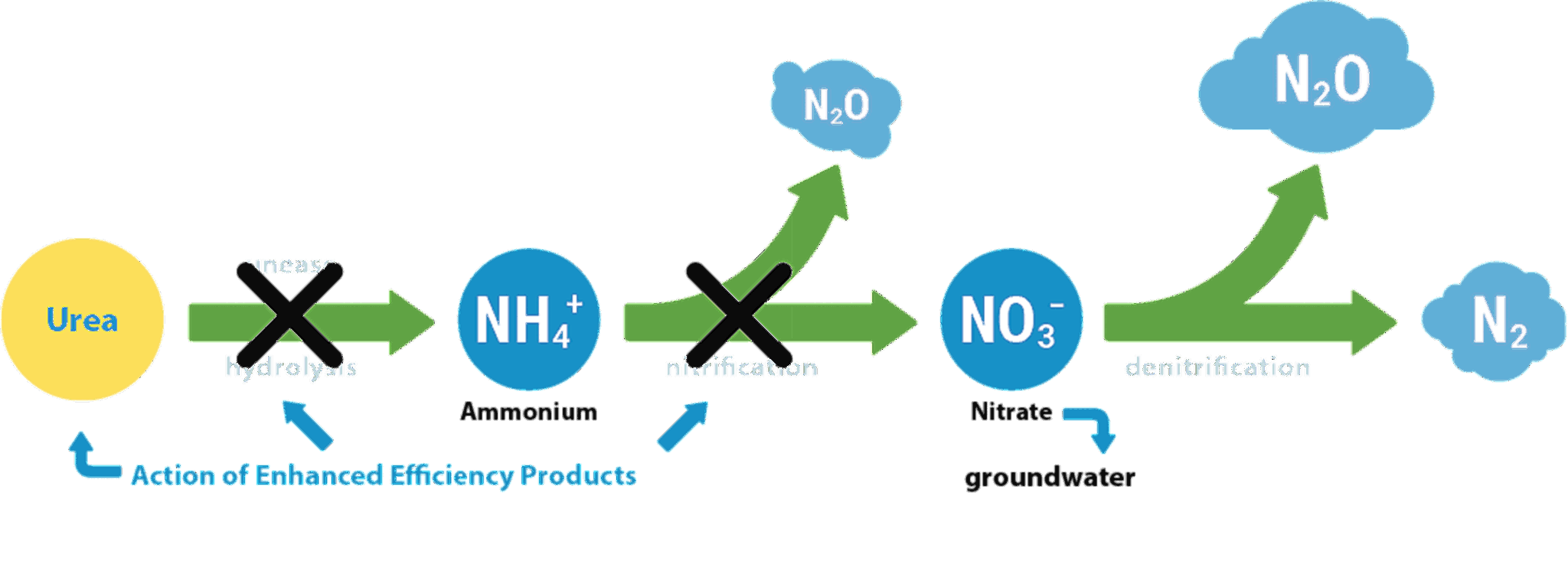 Using Enhanced Efficiency Nitrogen Fertilizers | Living Lab New Brunswick